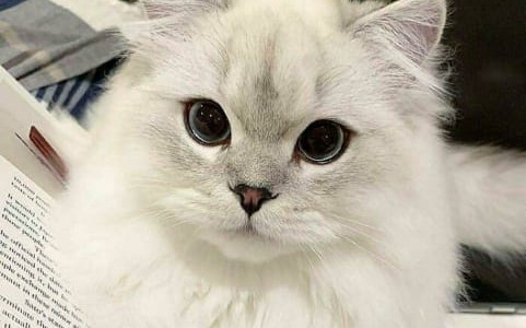 Animal Face Types - Quiz | Quotev