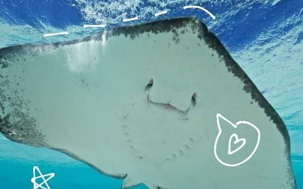 What type of sea animal are you? - Quiz | Quotev