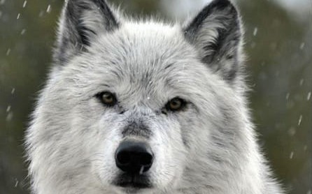 Therian mask quiz [pt: 5!] - Quiz | Quotev