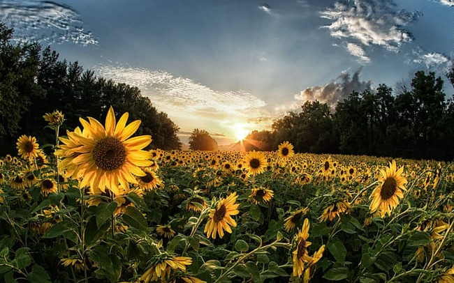 Farm animals knowledge test - Test | Quotev