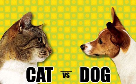 Cat or dog - Quiz | Quotev